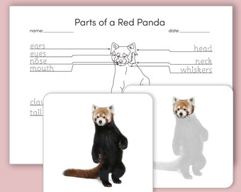 Montessori 3 Part Cards Parts of a Red Deer - Etsy