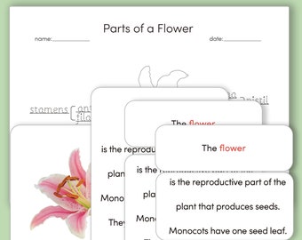 Montessori 3 Part Cards and Definitions Parts of the Dicot Flower ...