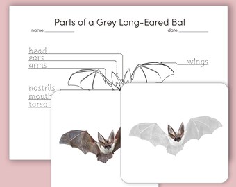 Montessori 3 Part Cards Parts of a Dicot Flower - Etsy