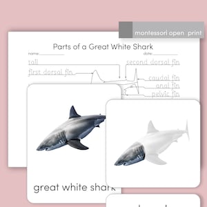 Montessori 3 Part Cards Parts of a Great White Shark - Etsy