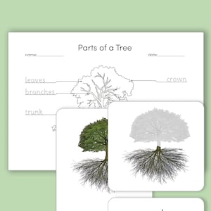 Montessori 3 Part Cards Parts of a Tree - Etsy