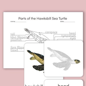 Montessori 3 Part Cards Parts of the Hawksbill Sea Turtle - Etsy