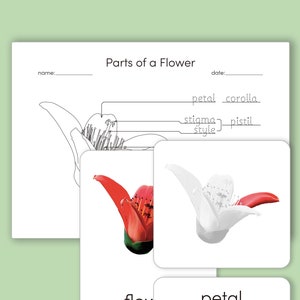 Montessori 3 Part Cards Parts of a Dicot Flower - Etsy