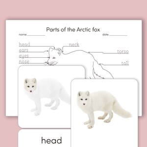Montessori 3 Part Cards Parts of the Arctic Fox - Etsy