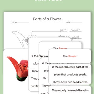 Montessori 3 Part Cards and Definitions Parts of the Dicot Flower - Etsy