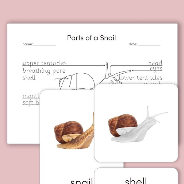 Snail - Etsy