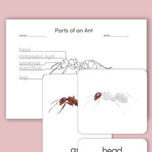 Montessori 3 Part Cards- Parts of an Ant - Etsy