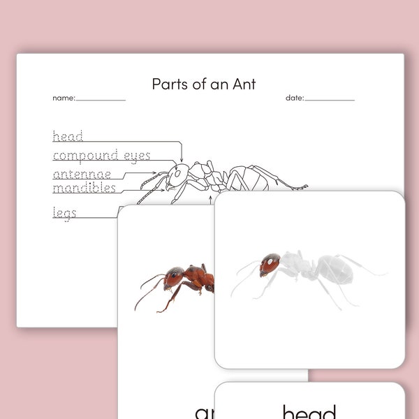 Montessori Ant - Etsy
