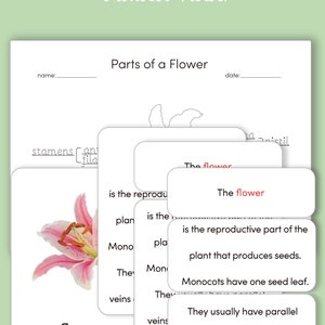 Montessori 3 Part Cards and Definitions Parts of the Monocot - Etsy Canada