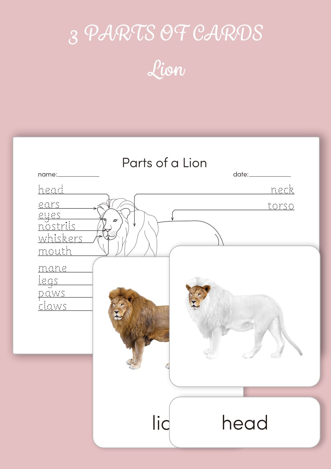 Montessori 3 Part Cards Parts of a Lion - Etsy