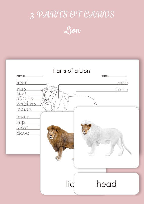 Montessori 3 Part Cards Parts of a Lion | Etsy