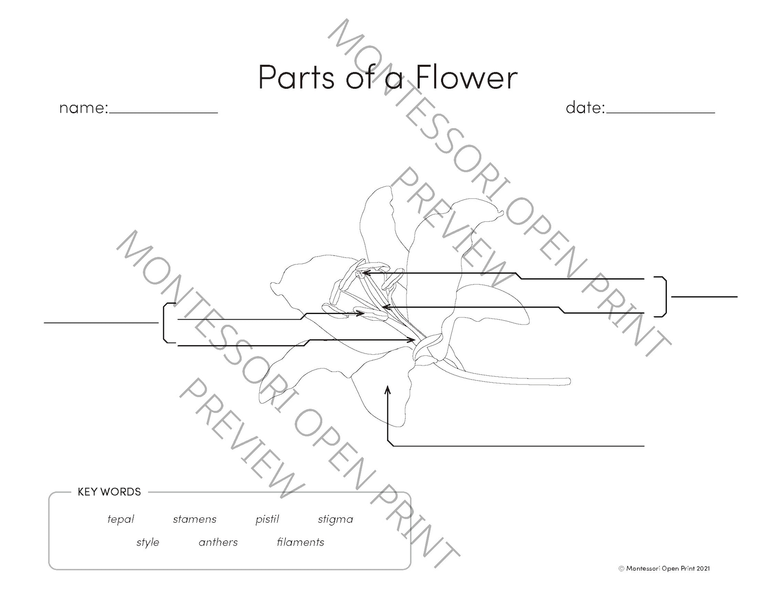 Montessori 3 Part Cards Parts of a Monocot Flower - Etsy