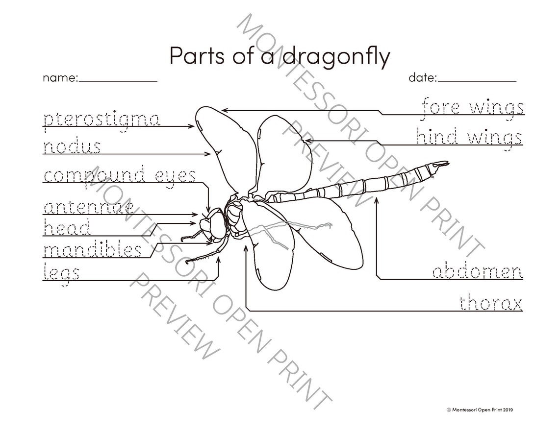 Montessori 3 Part Cards Parts of a Dragonfly - Etsy