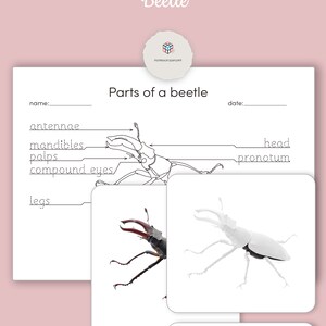 Montessori 3 Part Cards- Parts of a Beetle - Etsy