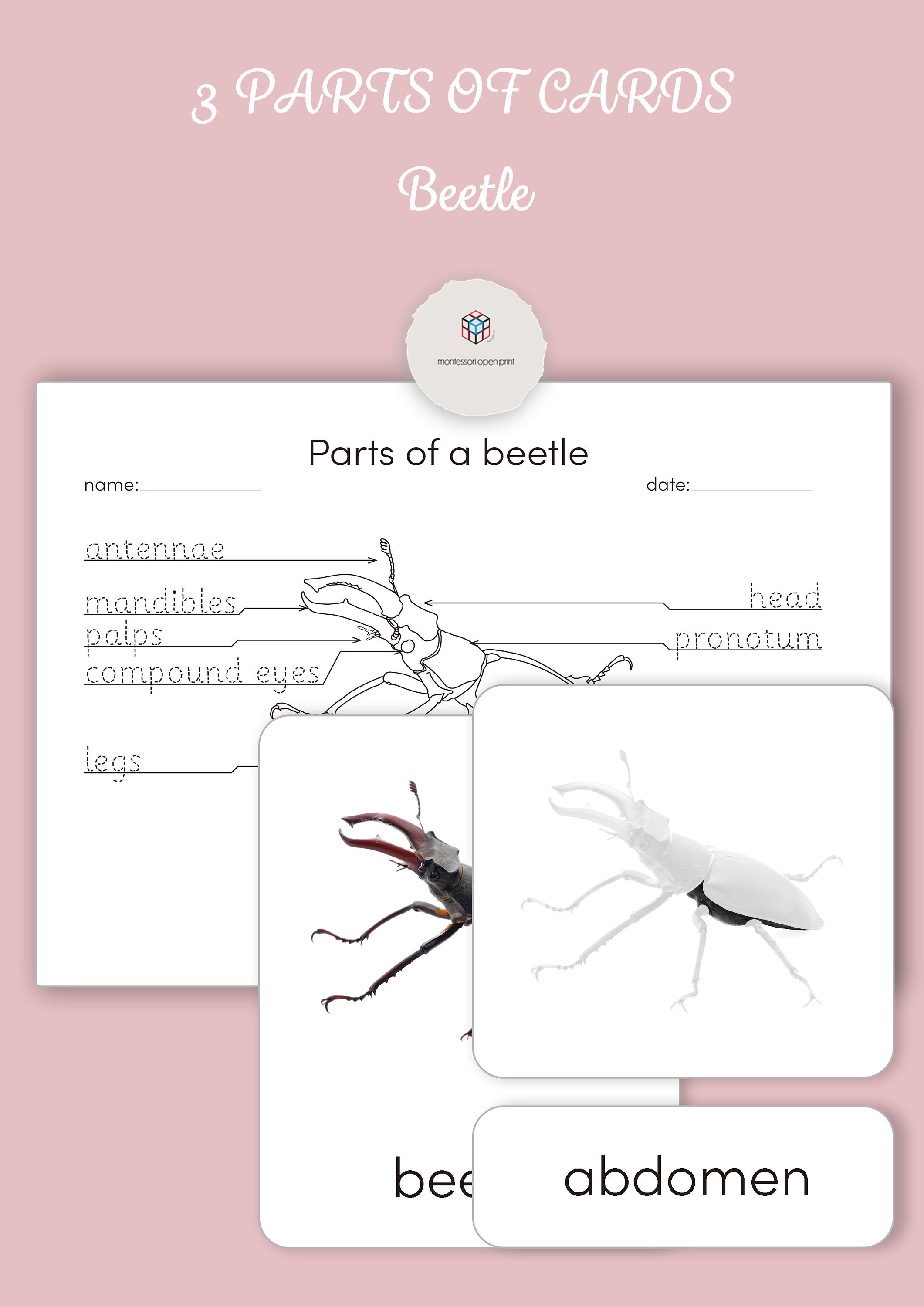 Montessori 3 Part Cards- Parts of a Beetle - Etsy