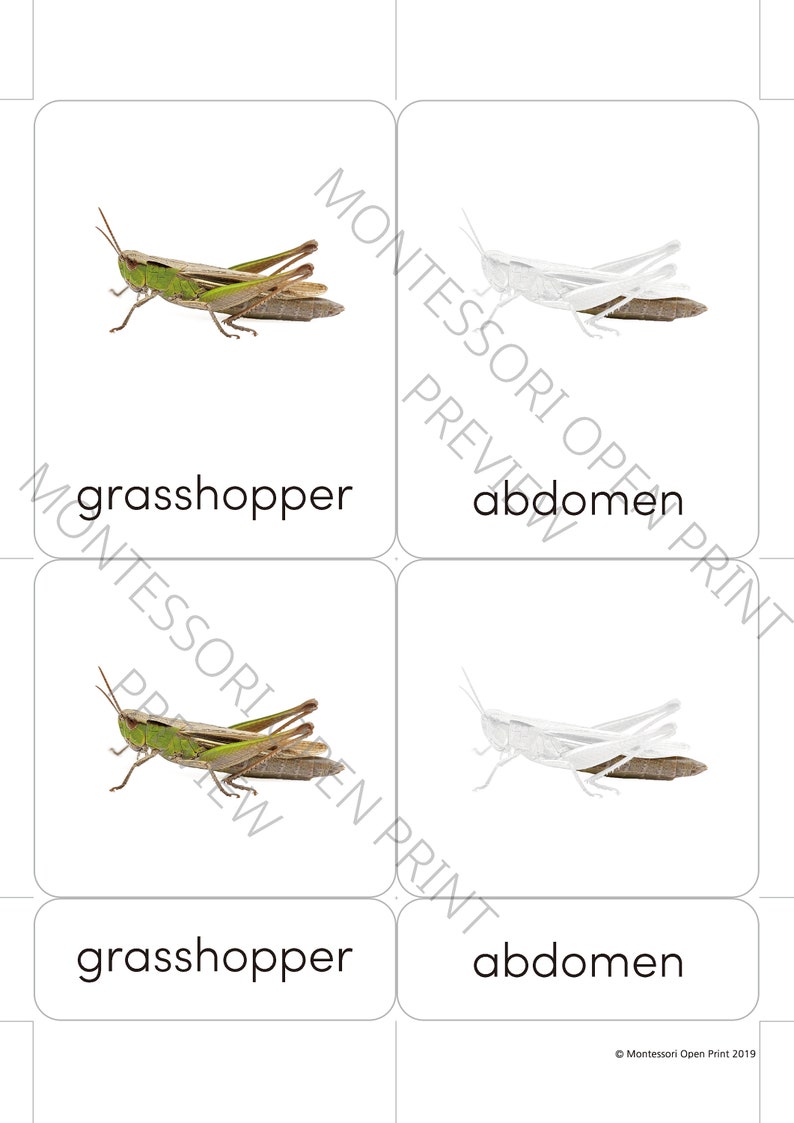 Montessori 3 Part Cards Parts of a Grasshopper - Etsy