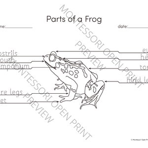 Montessori 3 Part Cards Parts of a Frog - Etsy