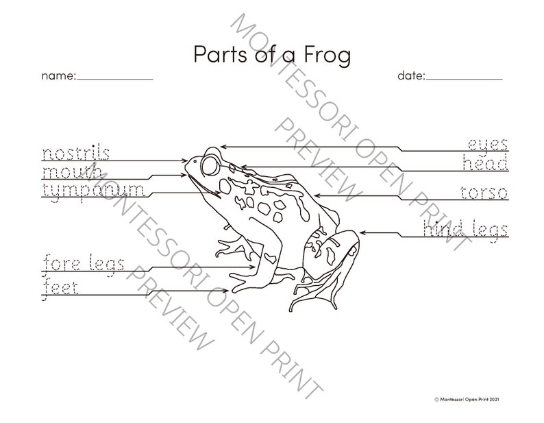 Montessori 3 Part Cards Parts of a Frog - Etsy