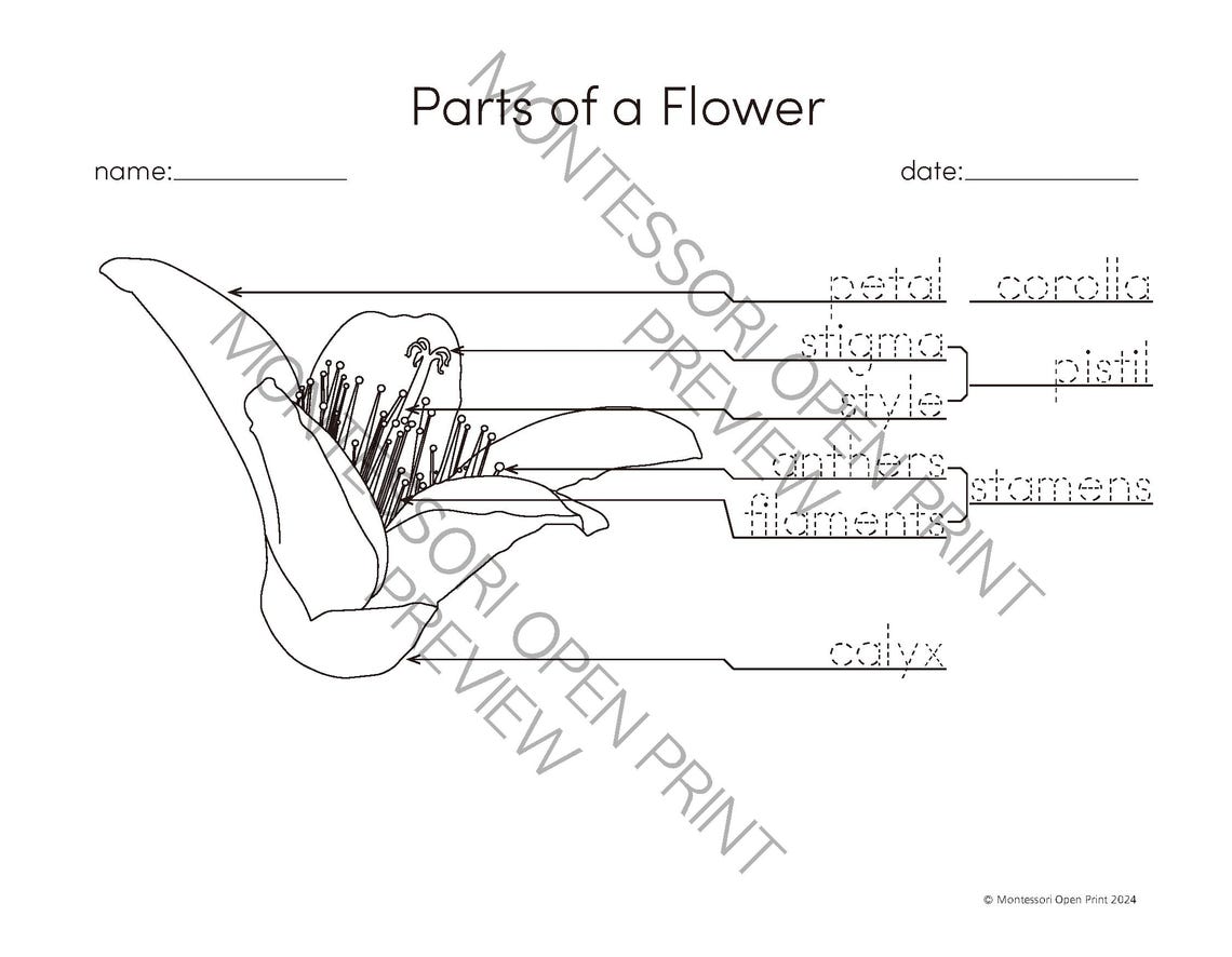 Montessori 3 Part Cards and Definitions Parts of the Dicot Flower - Etsy
