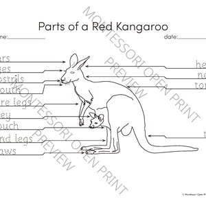 Montessori 3 Part Cards Parts of a Red Kangaroo - Etsy