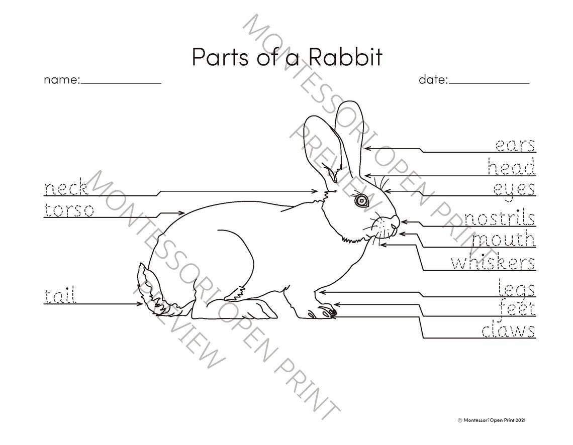 Montessori 3 Part Cards Parts of a Rabbit - Etsy