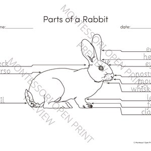 Montessori 3 Part Cards Parts of a Rabbit - Etsy