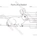 Montessori 3 Part Cards Parts of a Rabbit - Etsy Canada