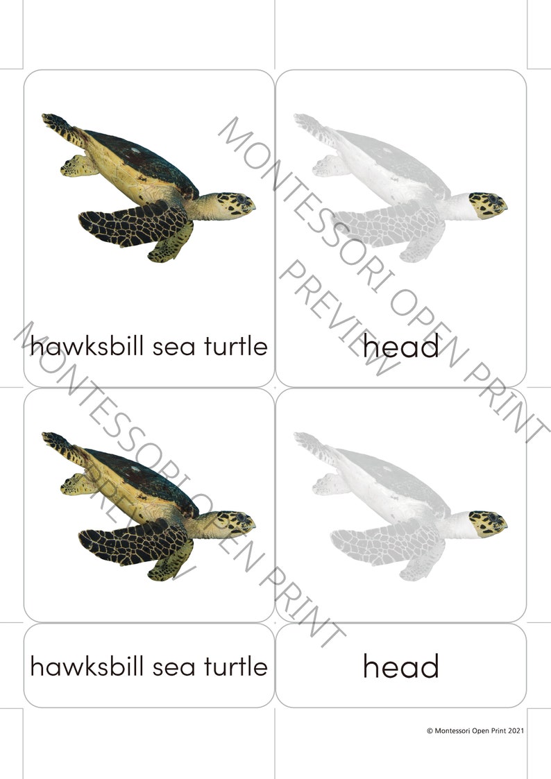 Montessori 3 Part Cards Parts of the Hawksbill Sea Turtle - Etsy