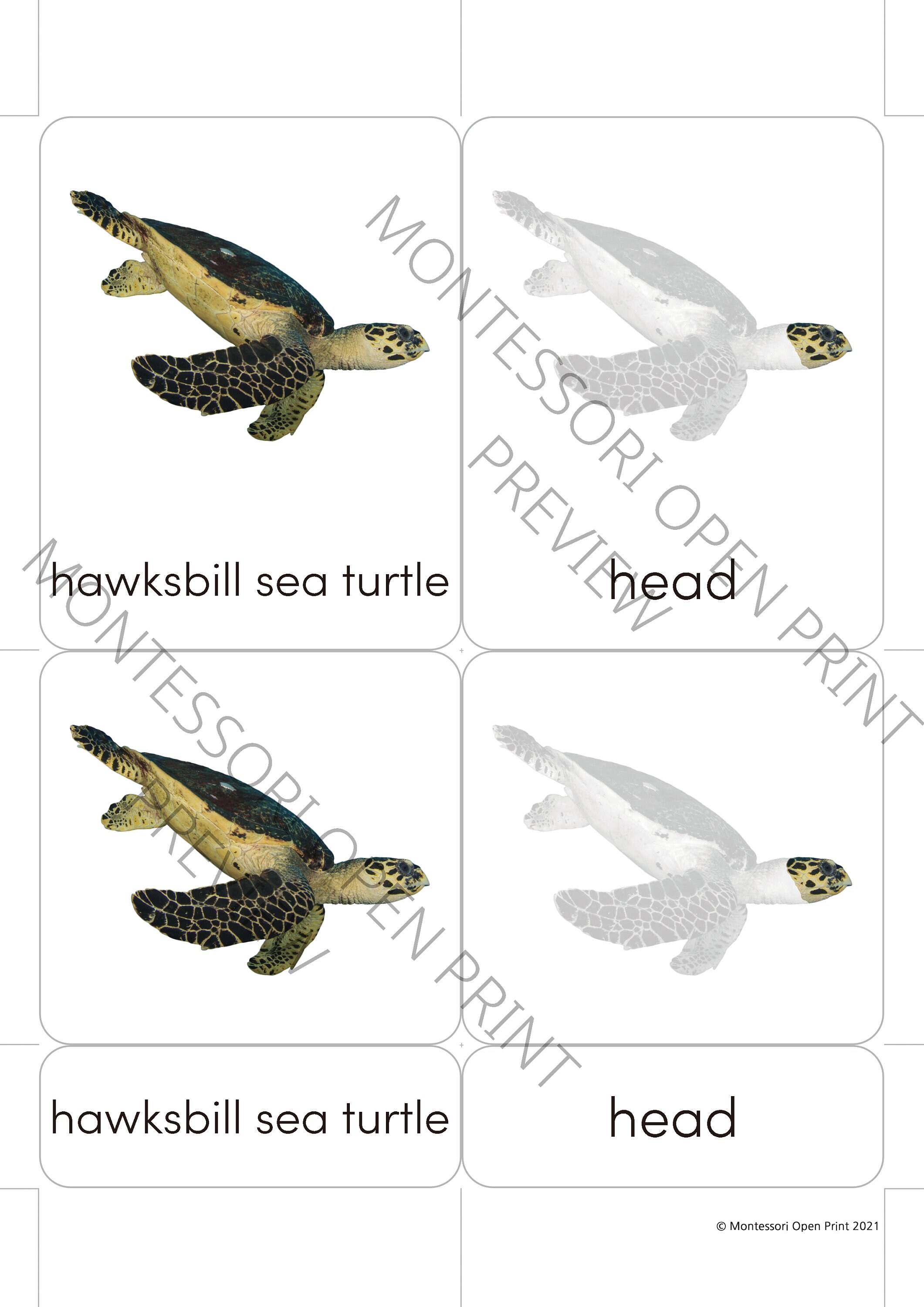 Montessori 3 Part Cards Parts of the Hawksbill Sea Turtle - Etsy
