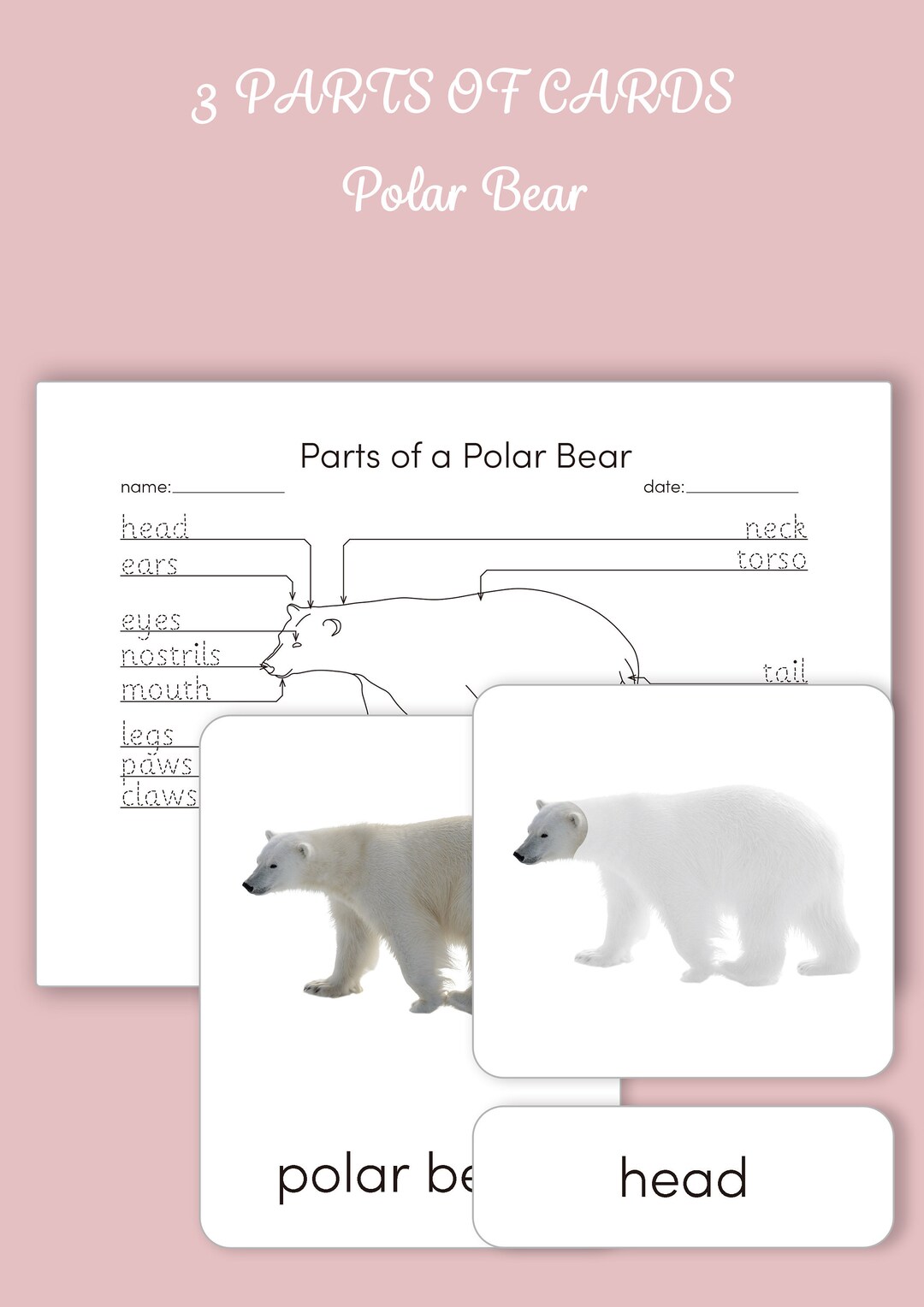Montessori 3 Part Cards- Parts of a Polar Bear - Etsy