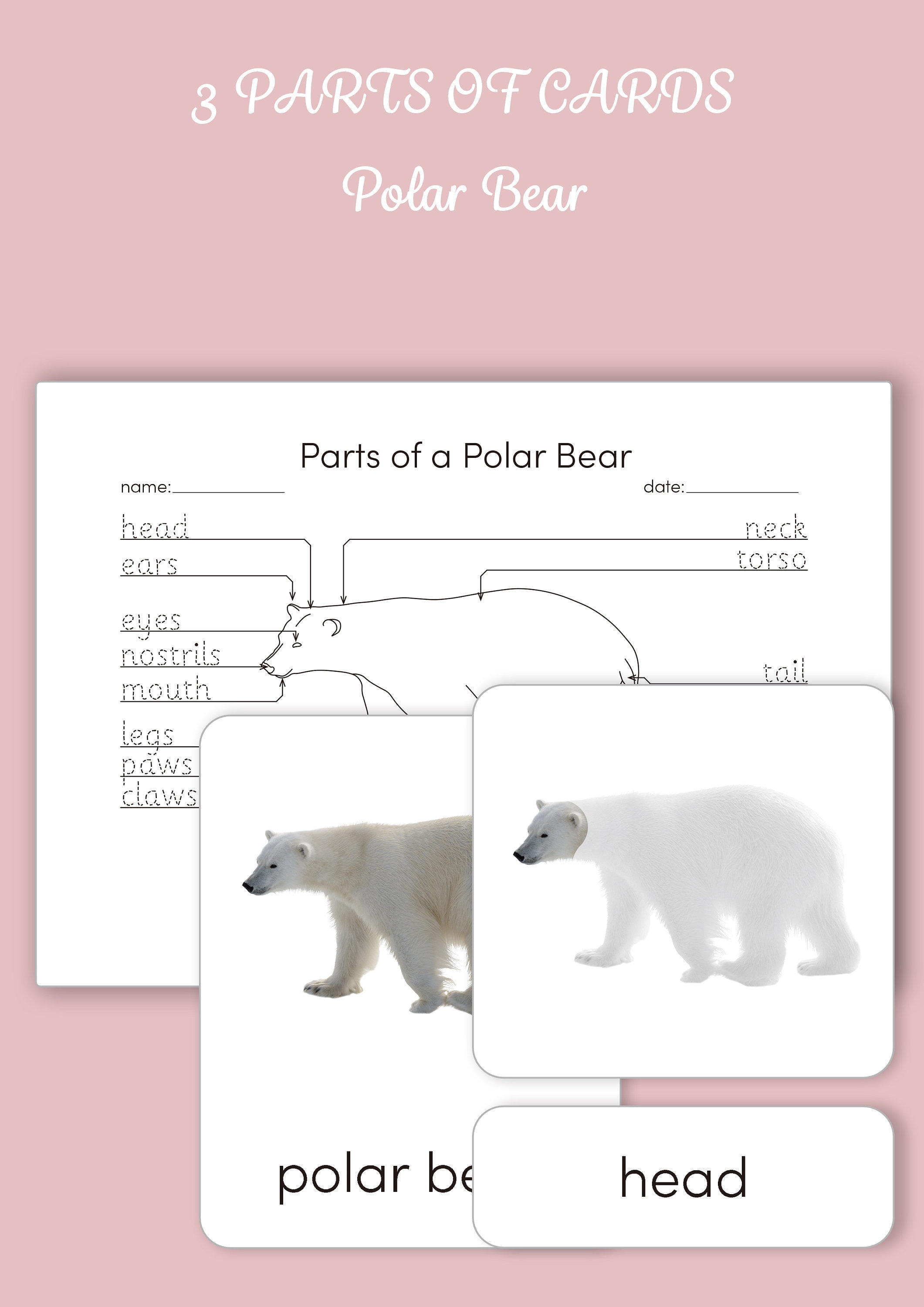 Montessori 3 Part Cards Parts of a Polar Bear - Etsy