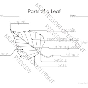Montessori 3 Part Cards and Definition Cards Parts of the Leaf - Etsy