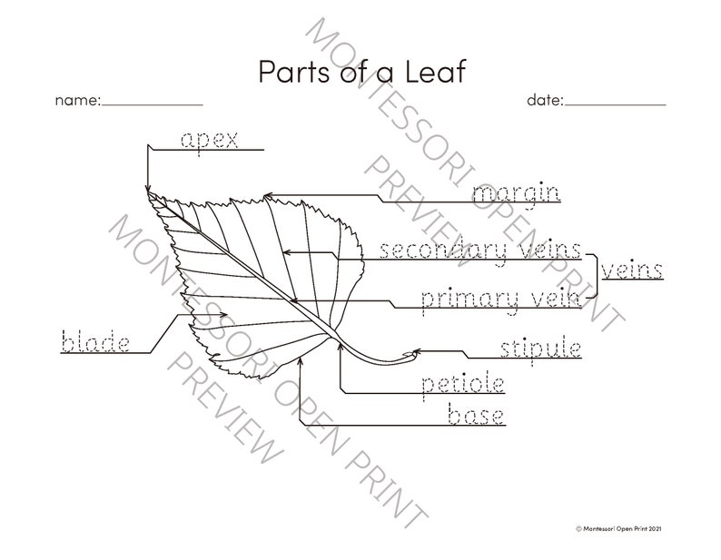 Montessori 3 Part Cards and Definition Cards Parts of the Leaf - Etsy