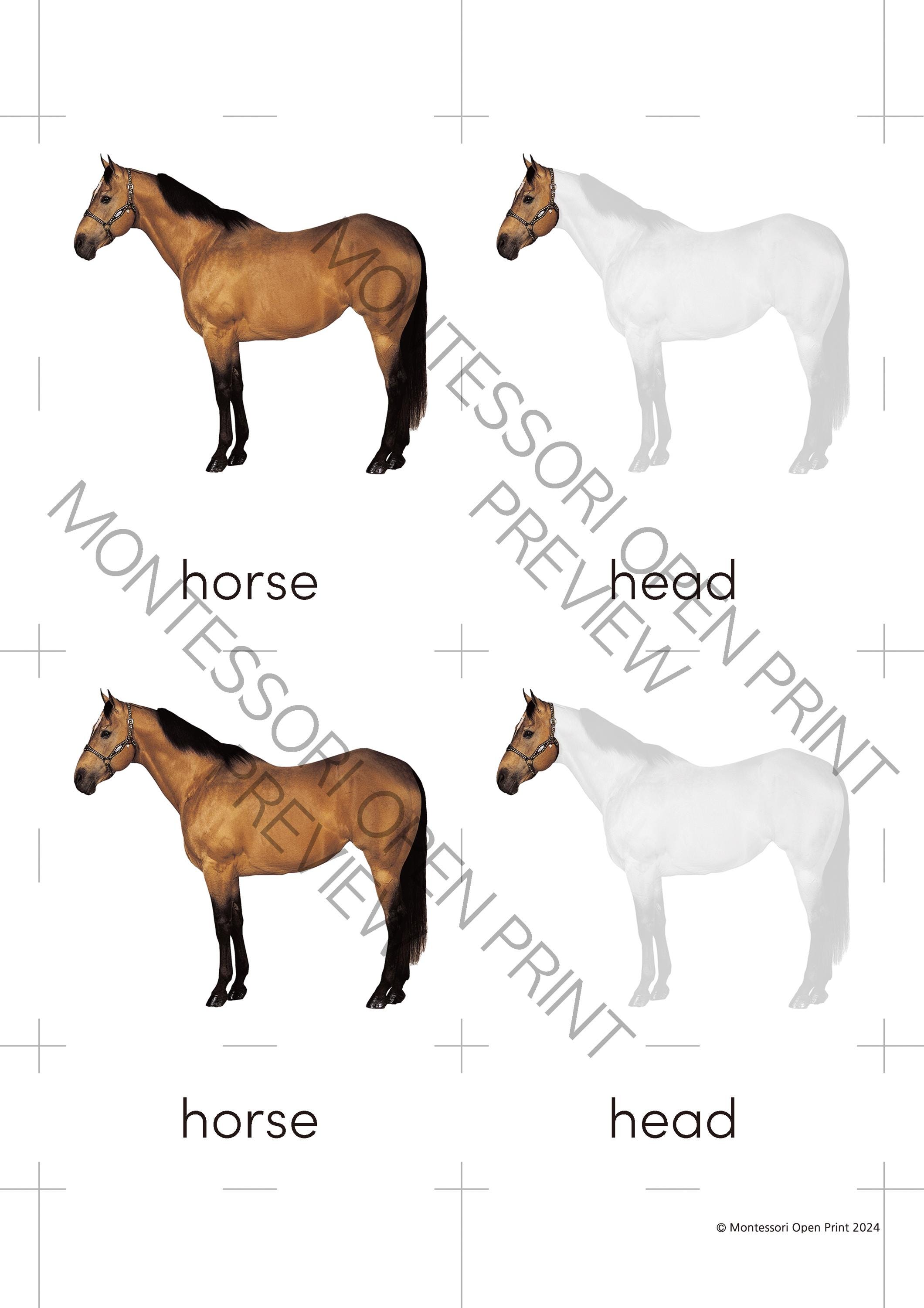 Montessori 3 Part Cards Parts of a Horse - Etsy