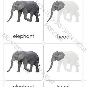 Montessori 3 Part Cards Parts of an Elephant - Etsy