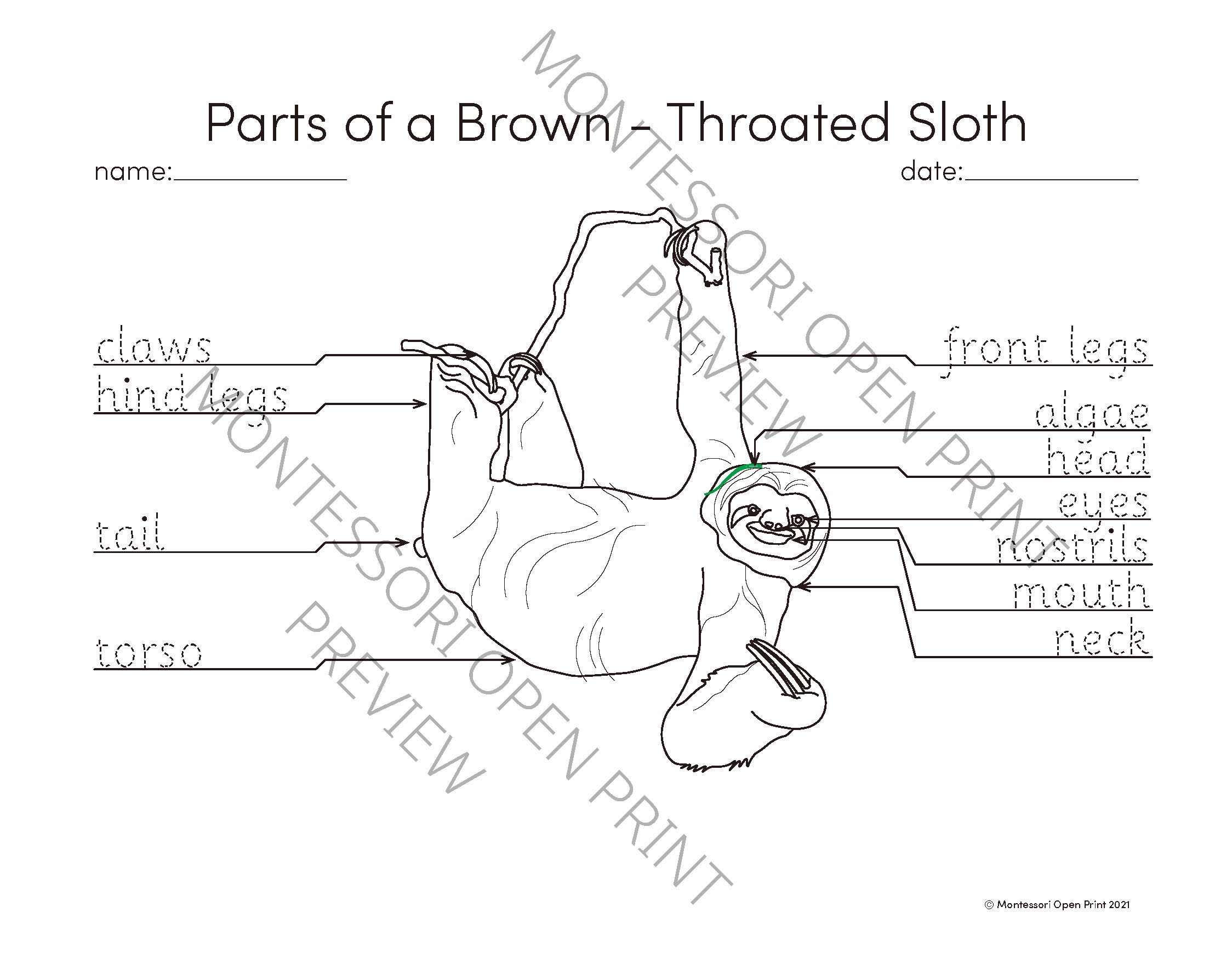 Montessori 3 Part Cards Parts of a Brown Throated Sloth - Etsy