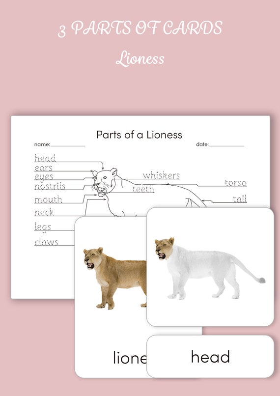 Montessori 3 Part Cards Parts of a Lioness | Etsy