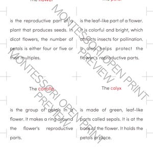 Montessori 3 Part Cards and Definitions Parts of the Dicot Flower - Etsy
