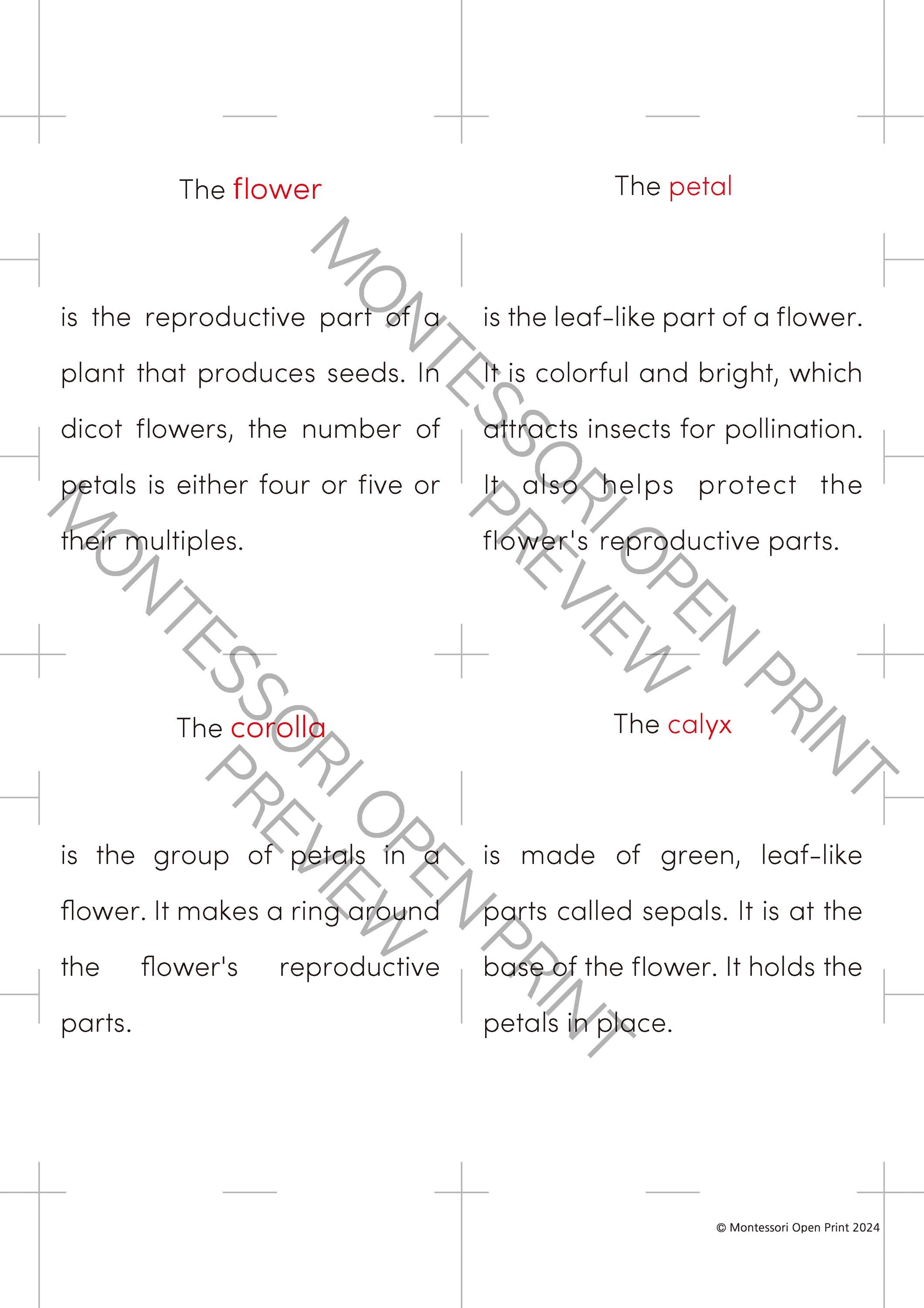 Montessori 3 Part Cards and Definitions Parts of the Dicot Flower - Etsy