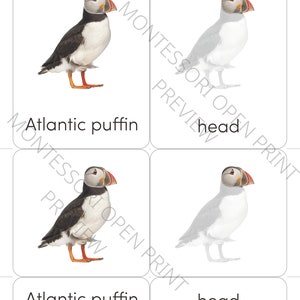 Montessori 3 Part Cards Parts of the Atlantic Puffin | Etsy