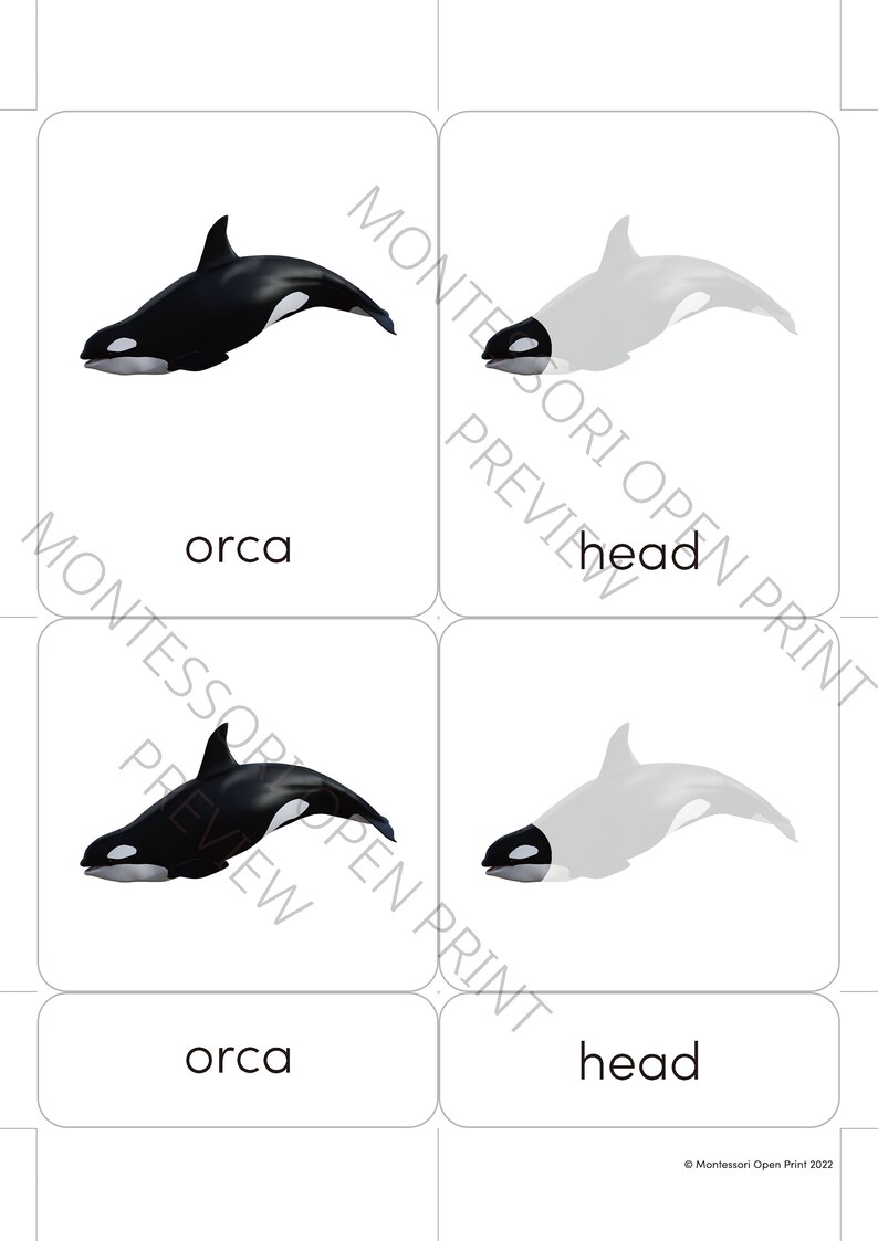 Montessori 3 Part Cards Parts of an Orca - Etsy