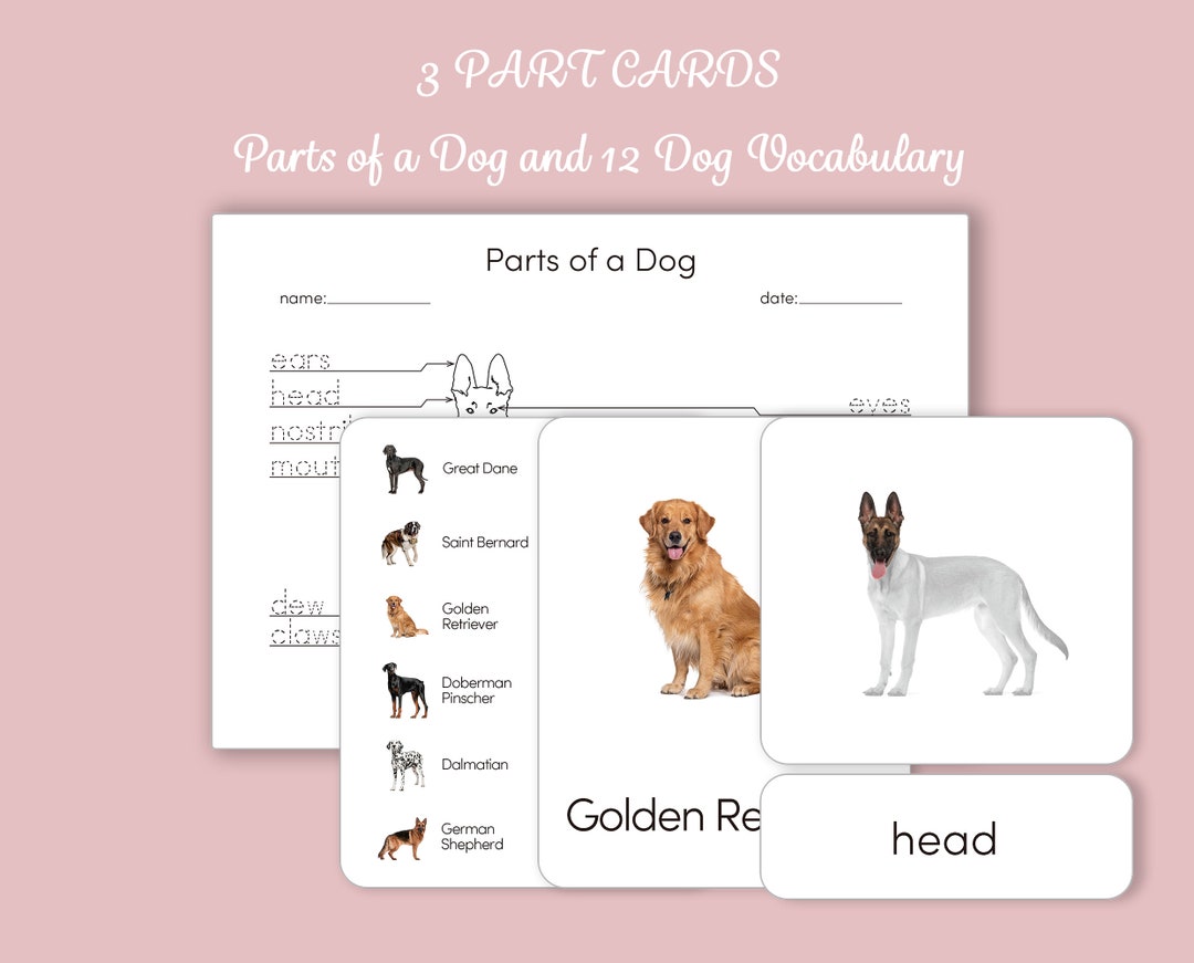 Montessori 3 Part Cards Parts of a Dog and 12 Dog Breeds - Etsy