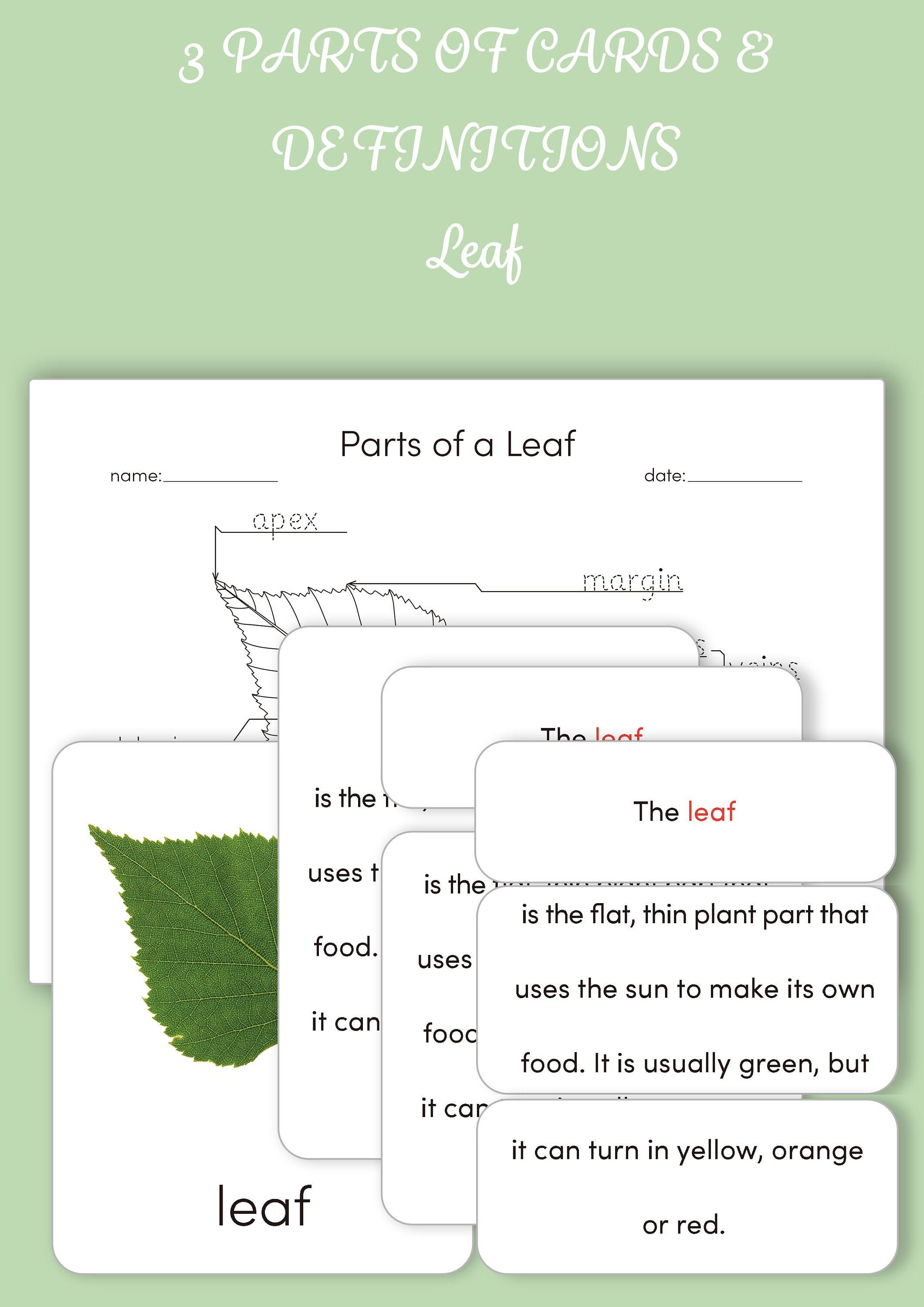 Montessori 3 Part Cards and Definition Cards Parts of the Leaf - Etsy