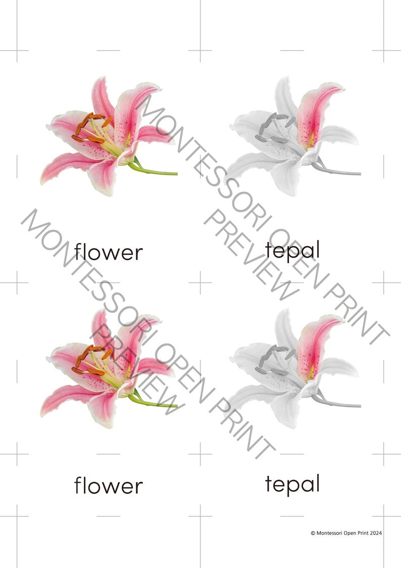 Montessori 3 Part Cards and Definitions Parts of the Monocot Flower - Etsy