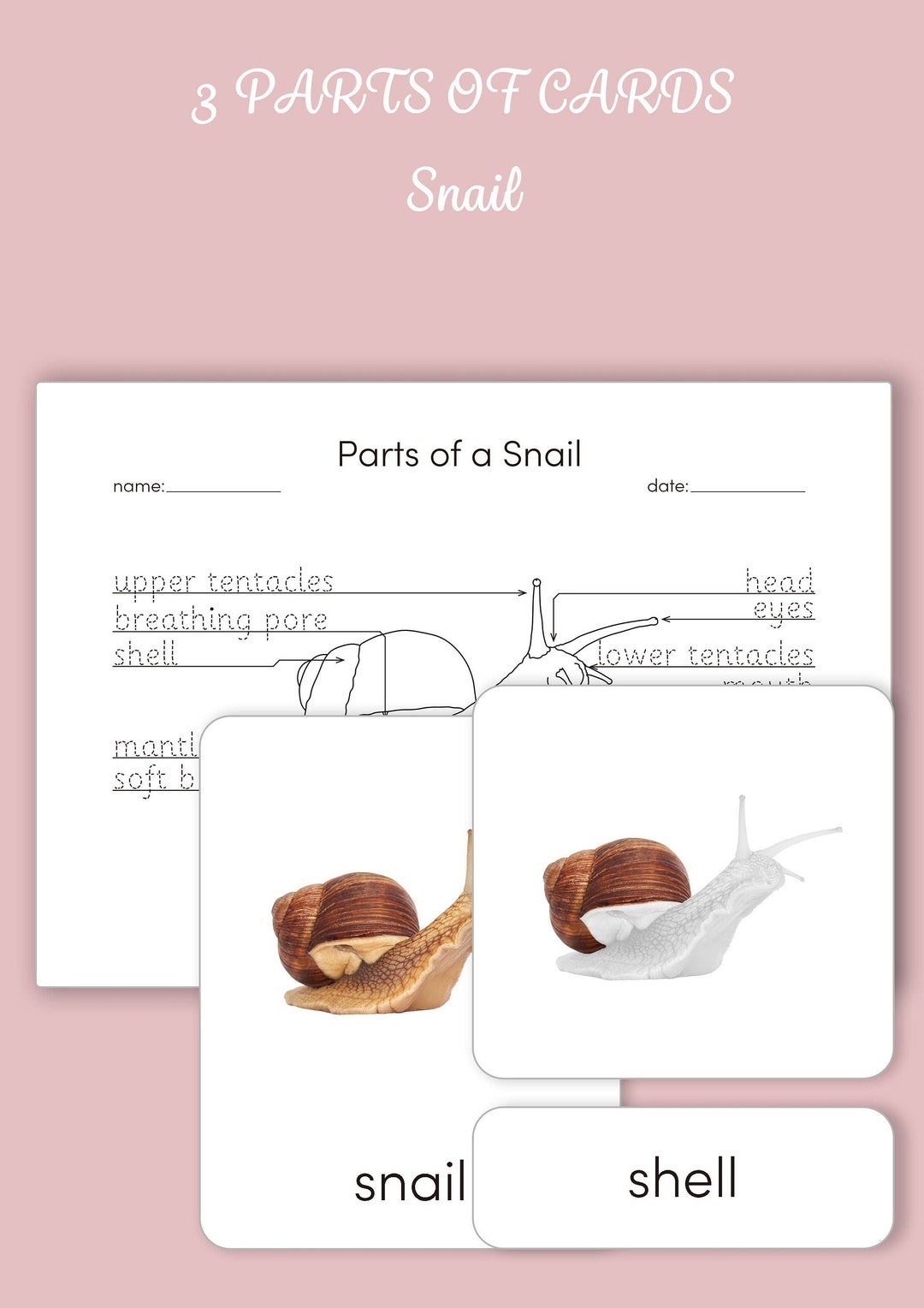 Montessori 3 Part Cards Parts of a Snail - Etsy