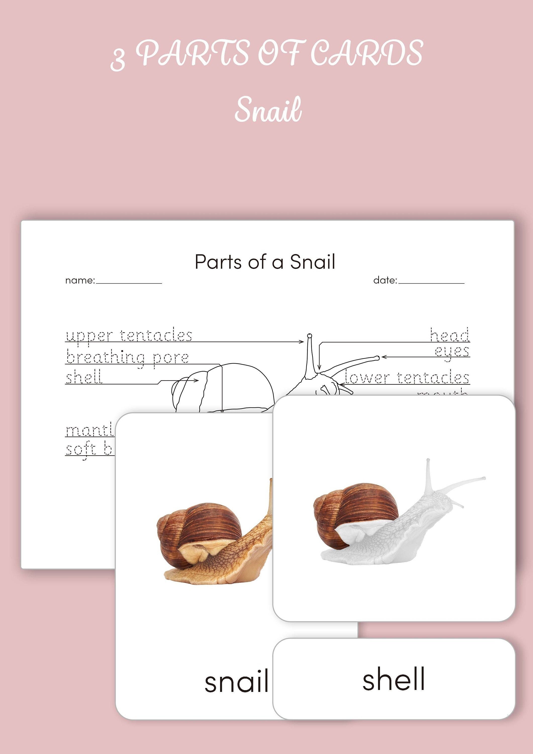 Montessori 3 Part Cards Parts of a Snail - Etsy