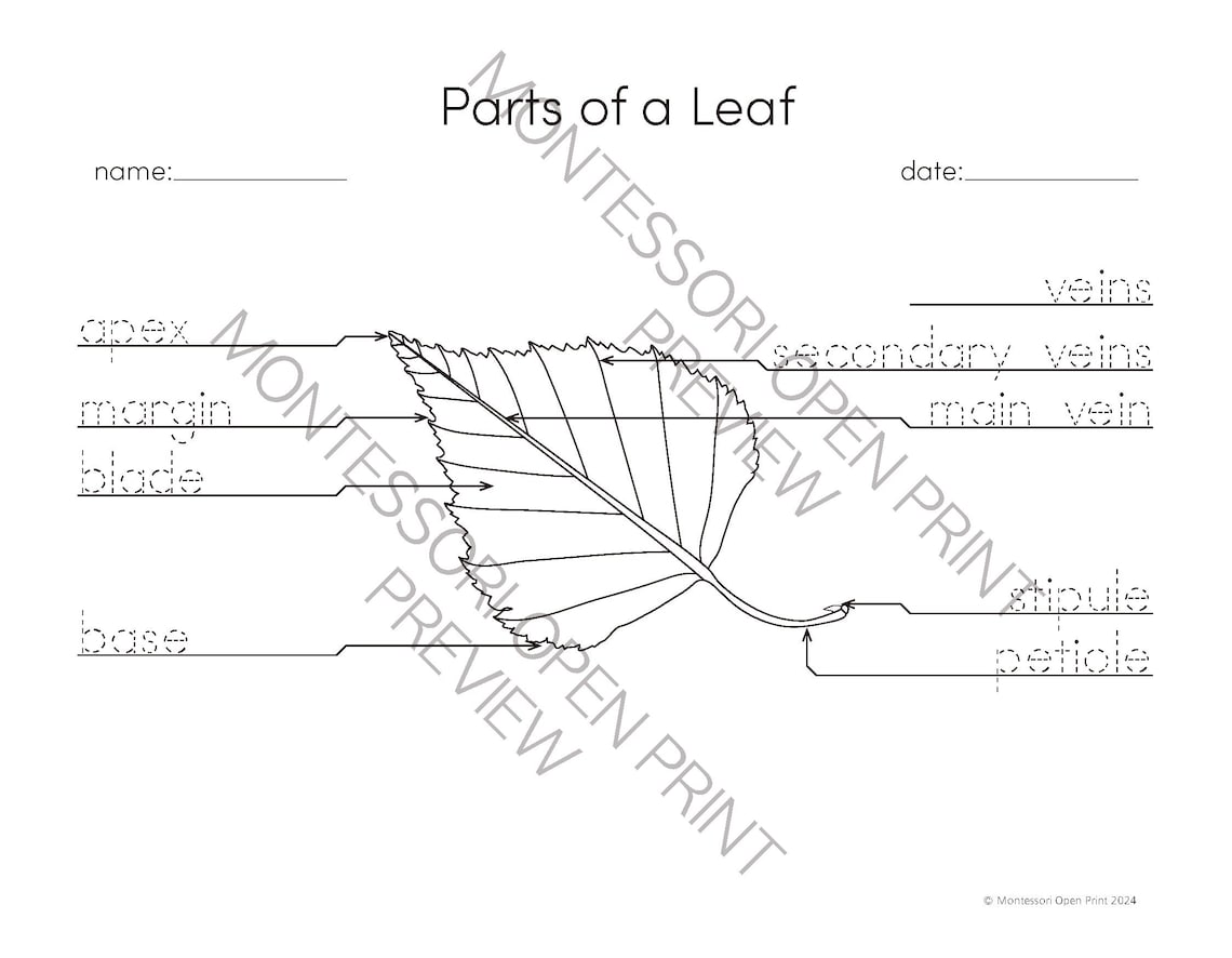 Montessori 3 Part Cards Parts of a Leaf - Etsy