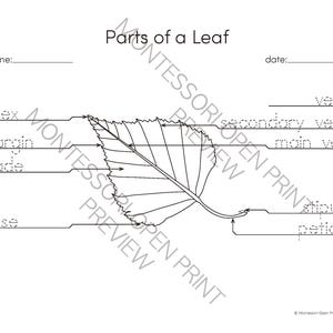 Montessori 3 Part Cards Parts of a Leaf - Etsy