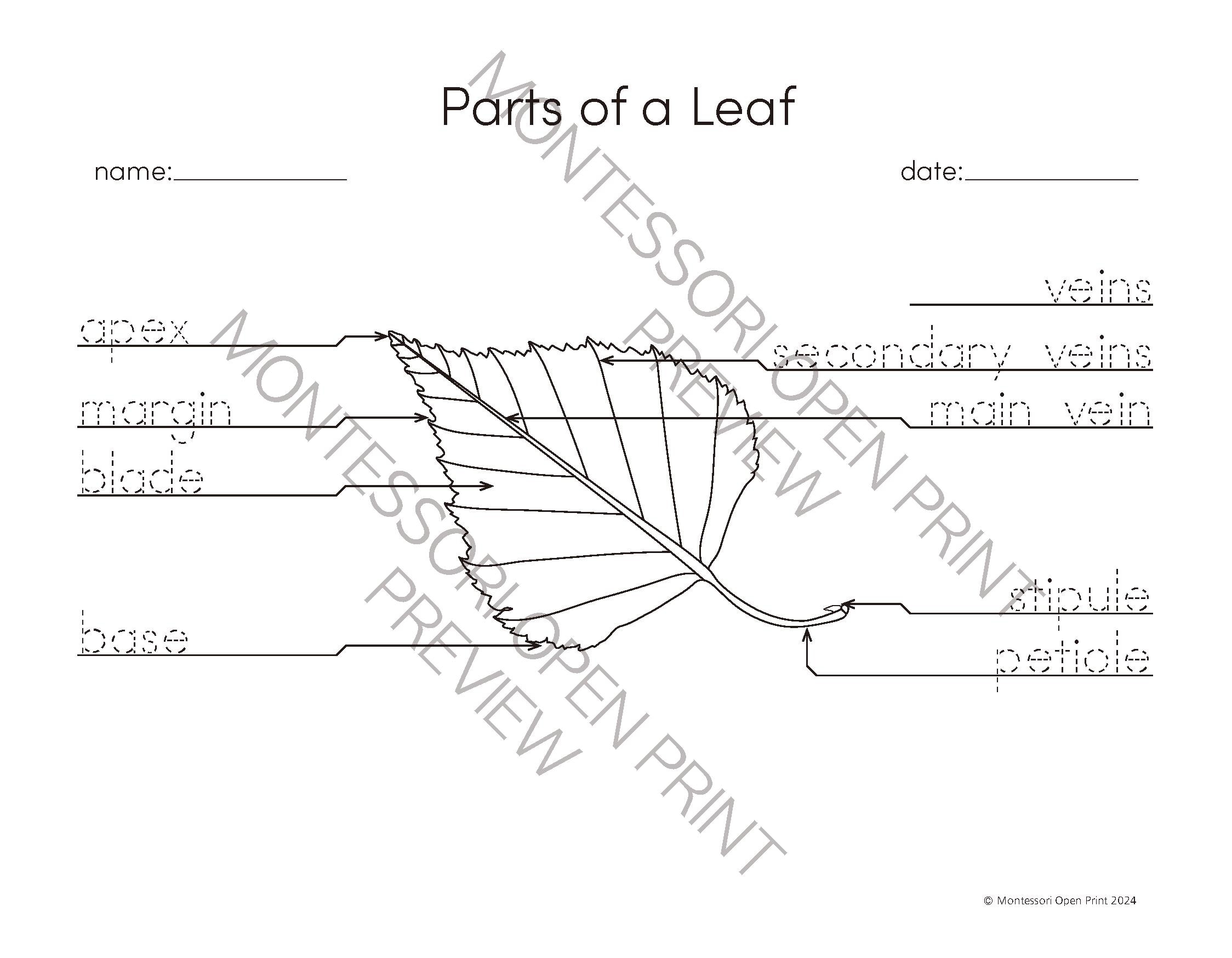 Montessori 3 Part Cards Parts of a Leaf - Etsy