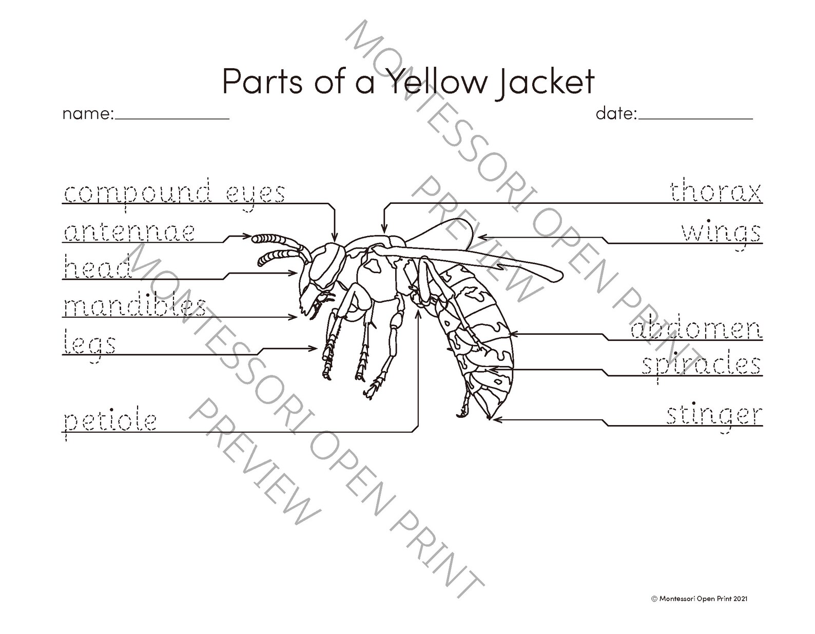 Montessori 3 Part Cards- Parts of a Yellow Jacket(wasp) - Etsy